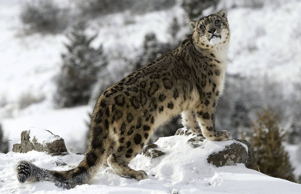Snow Leopard Trek 2023: Highlights, Best Time, Things To Do And ...