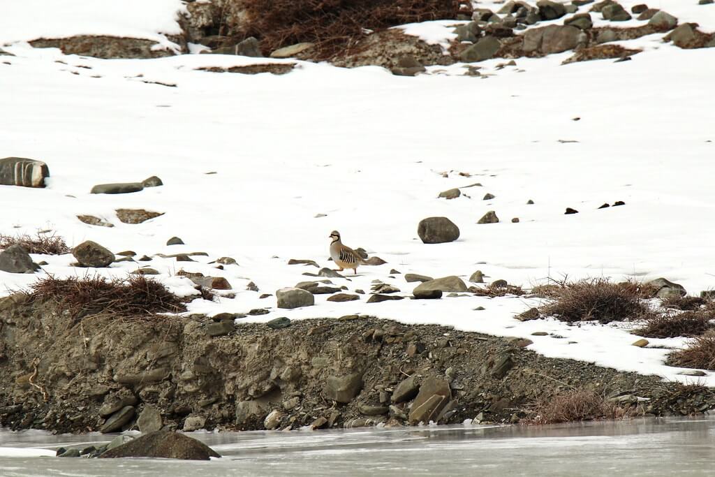 Snow Leopard Trek 2023: Highlights, Best Time, Things To Do And ...