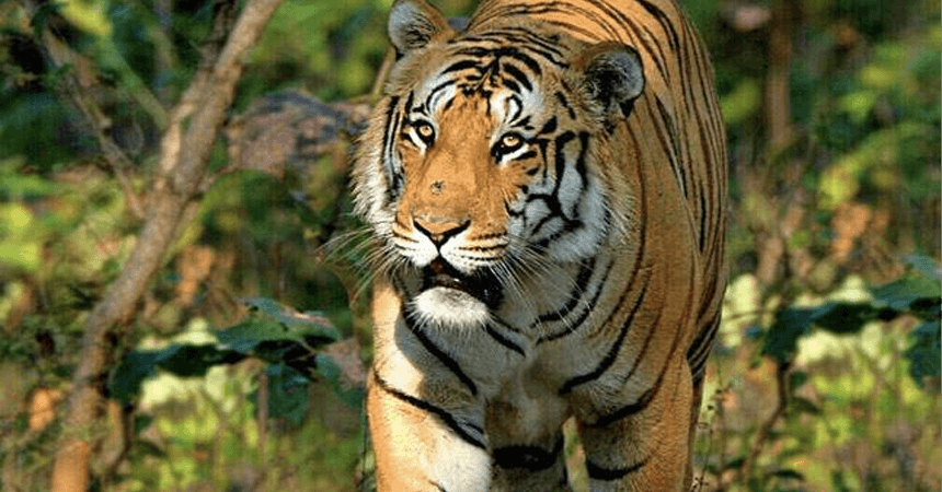 Koundinya Wildlife Sanctuary, Best Time To Visit, Things To Do, How To ...