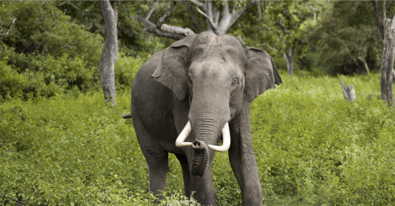 Koundinya Wildlife Sanctuary, Best Time To Visit, Things To Do, How To ...