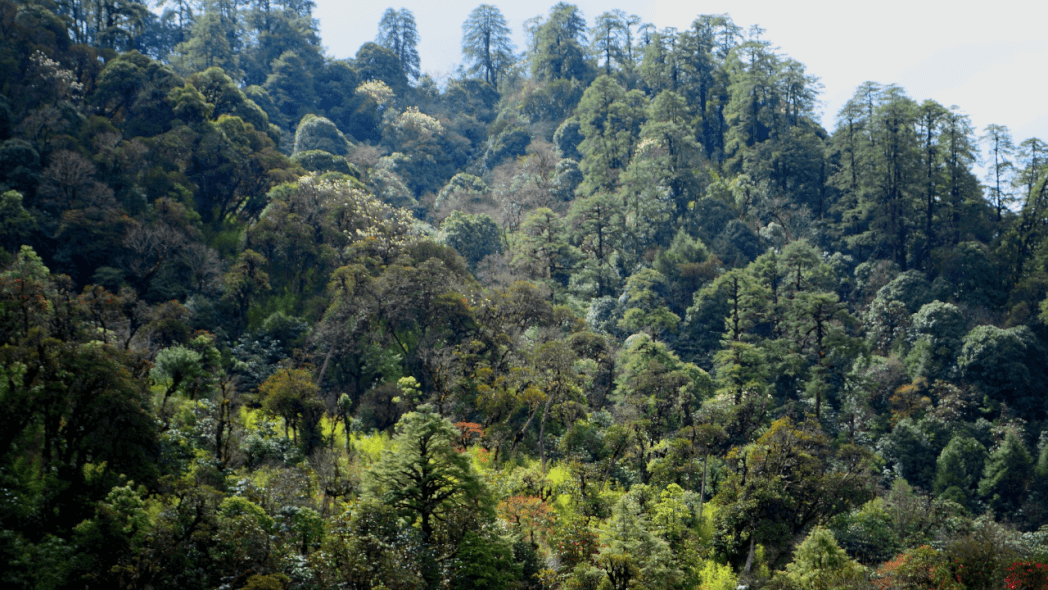 Barsey Rhododendron Trek: History, Highlights, Best Time & Itinerary ...