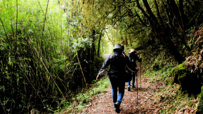 Barsey Rhododendron Trek: History, Highlights, Best Time & Itinerary ...