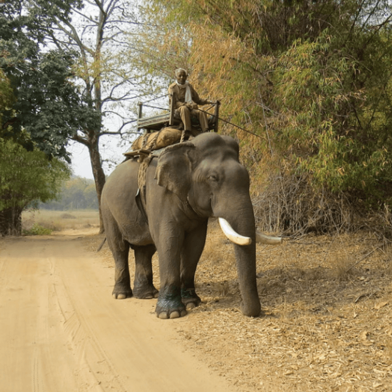 Delhi To Bandhavgarh Forest : Distance, Places To Visit, Connectivity & FAQ's • Scoutripper