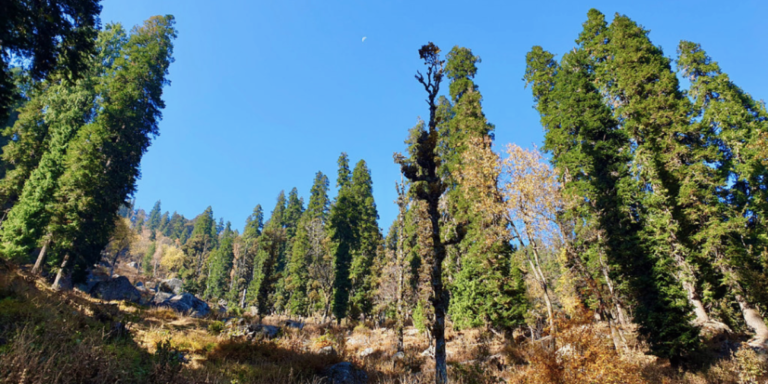 Churdhar Trek History, Highlights, Photos, Best Season, Itinerary & FAQ ...