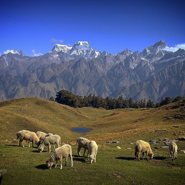 Reasons To Trek The Himalayas In Spring Season • Scoutripper
